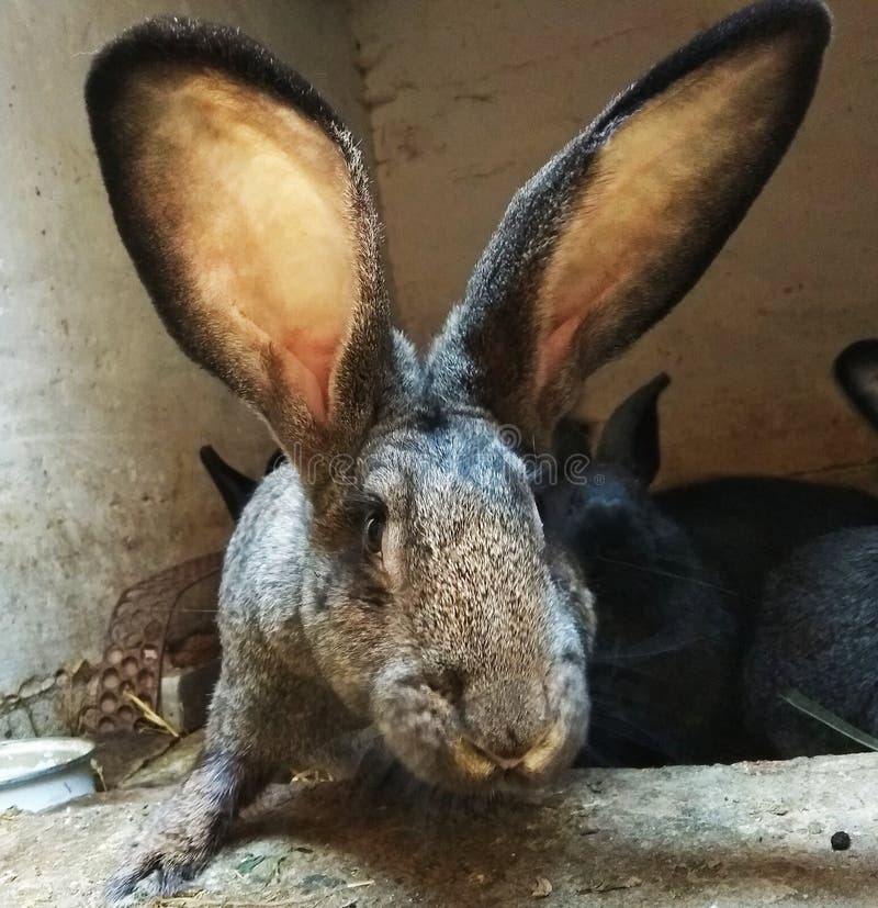 Rabbit stock image. Image of lepus, rabbit, ears, animal - 130765183