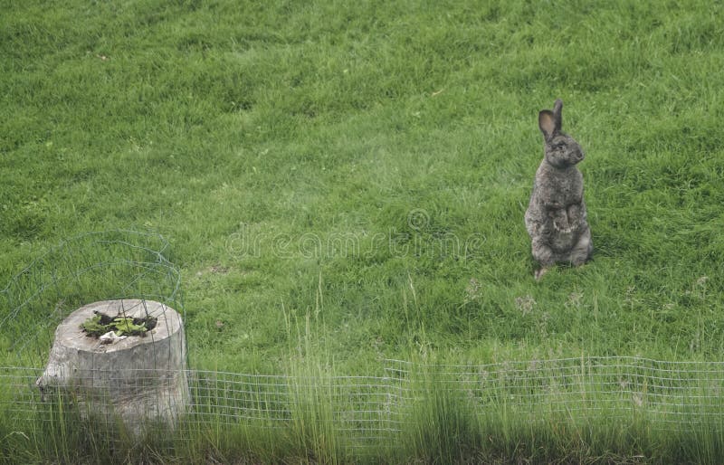 Rabbit stock photo. Image of grass, life, beautiful, freedom - 98644298