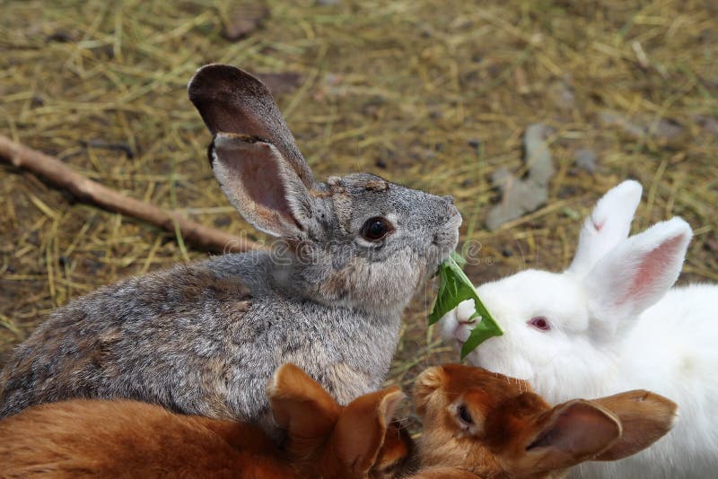 Rabbit stock photo. Image of animal, look, outdoor, hare - 81261042