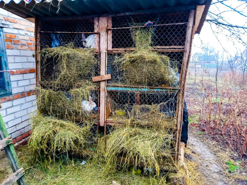 Rabbit Rabbit with Rabbits Inside a Hay Bale As a Dry Grass Feed Stock ...