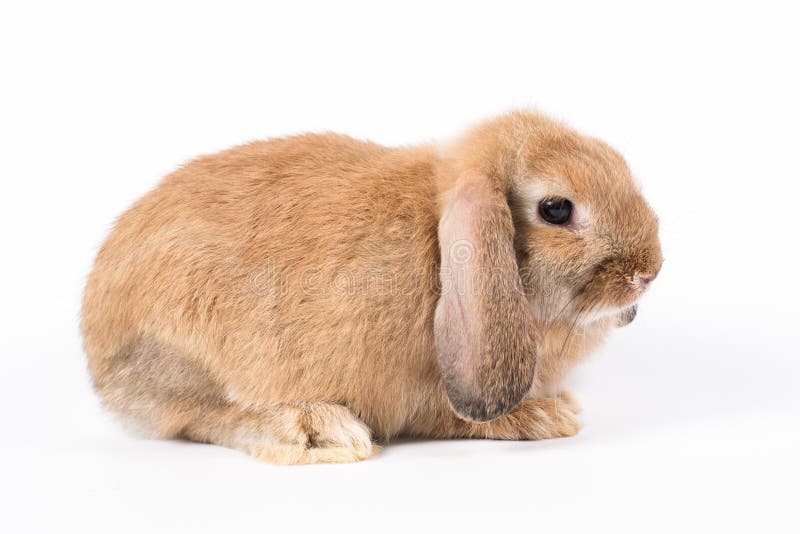 Rabbit Ram Breed, Red Color, Isolated on White Background Stock Photo ...