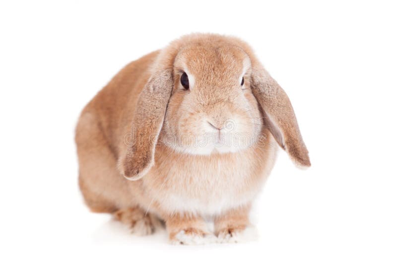 White Rabbit Isolated on White Stock Photo - Image of animal, tame: 8386462