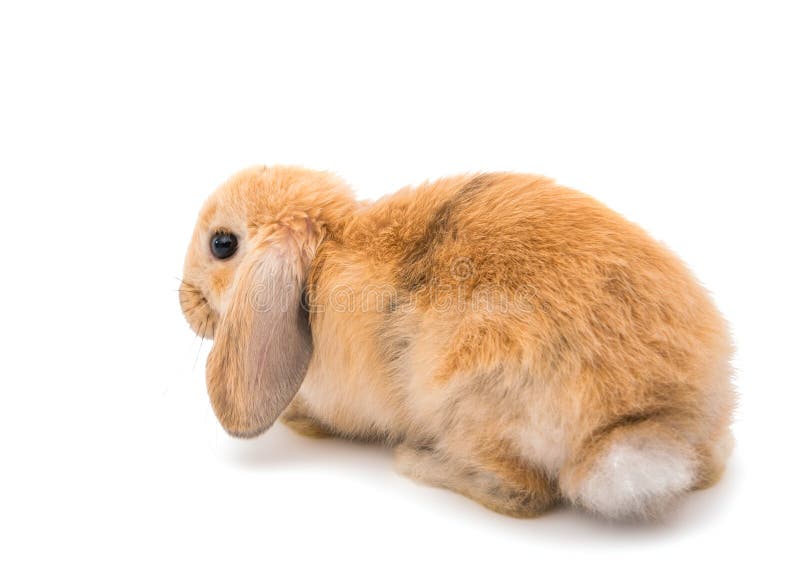 Rabbit Ram Breed, Red Color Stock Image - Image of closeup, brown: 56571659