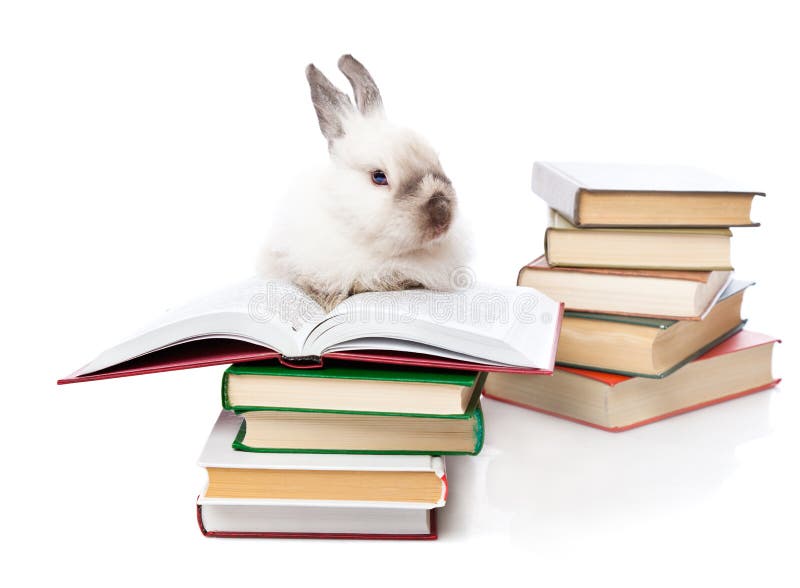 Bunny Reading