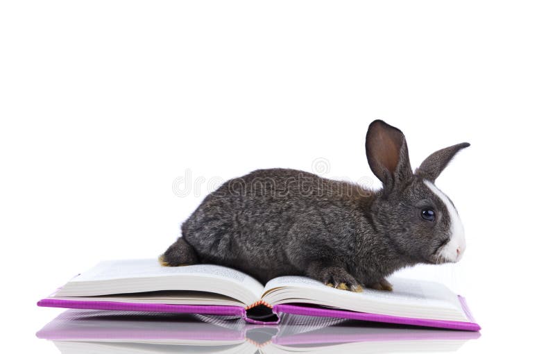 Rabbit reading books stock image. Image of school, easter - 19689651