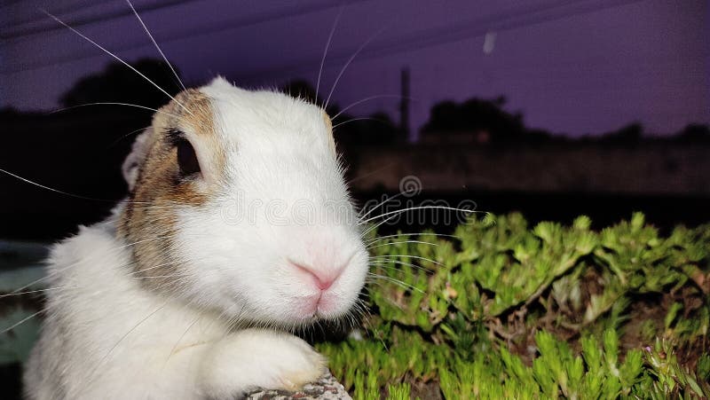 Rabbit real picture stock photo. Image of kitten, mammal - 227230280