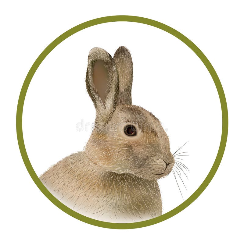 Rabbit. Realistic Illustration. Portrait in a Green Frame. Stock Vector ...