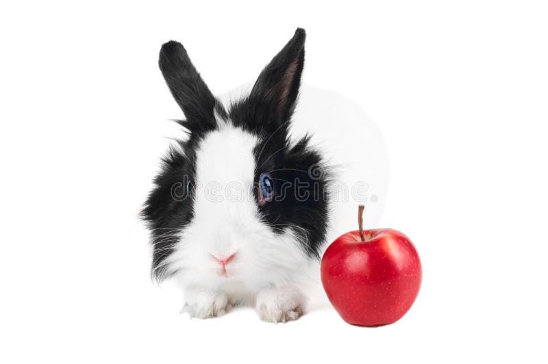 Rabbit with red apple stock image. Image of rabbit, rodent - 18887811