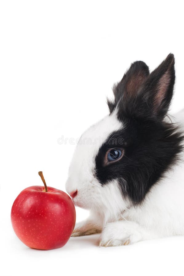 Rabbit with Red Apple Isolated Stock Image - Image of rodent, animal ...