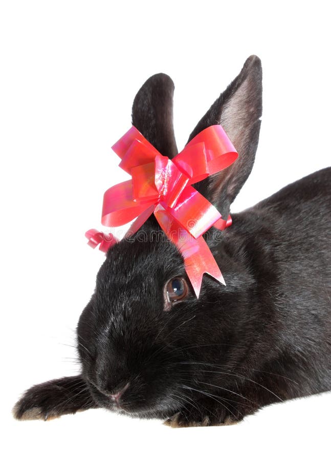 Rabbit with red bow. stock image. Image of mammal, rabbits - 12896419
