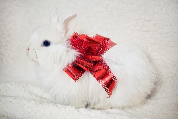 Rabbit with red bow stock photo. Image of albino, animal - 180670460