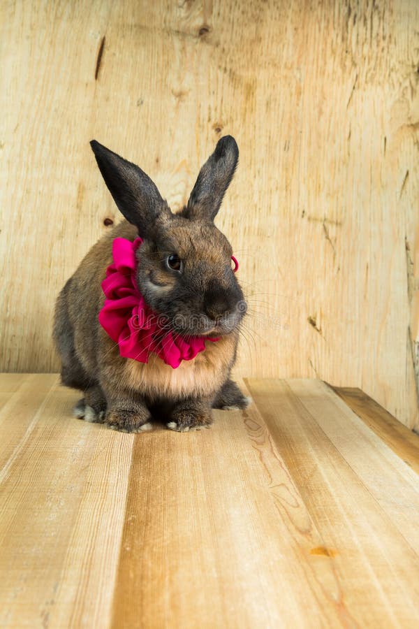 Rabbit red brown color stock image. Image of nose, petite - 53038609