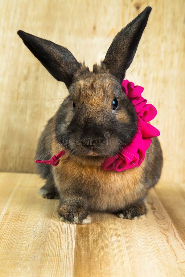 Rabbit red brown color stock photo. Image of redhead - 53044356