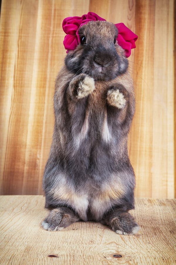 Rabbit red brown color stock image. Image of young, redhead - 53044375
