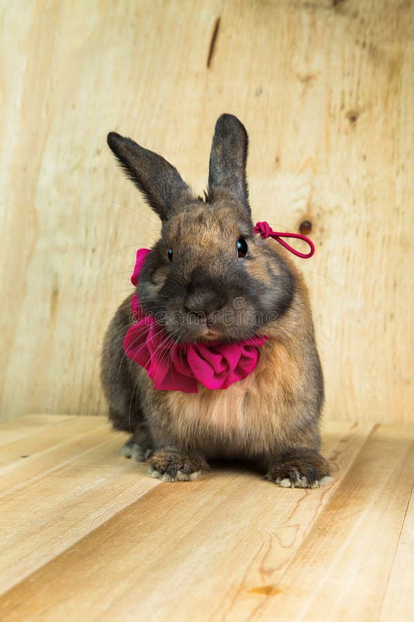 Rabbit red brown color stock photo. Image of jackrabbit - 53063802