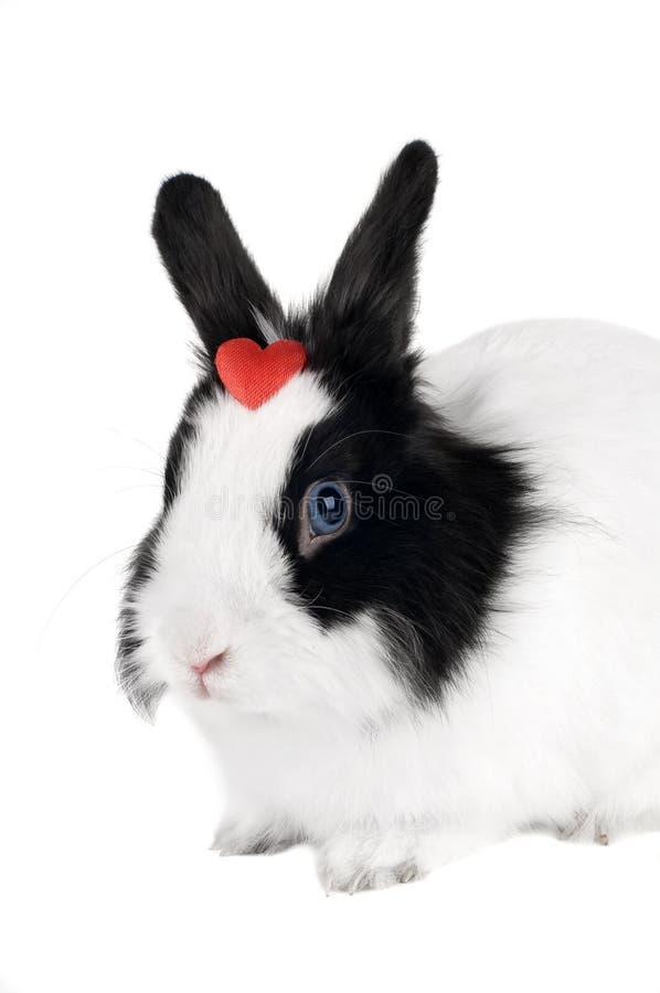 Rabbit with red heart stock photo. Image of rodent, furry - 14085444
