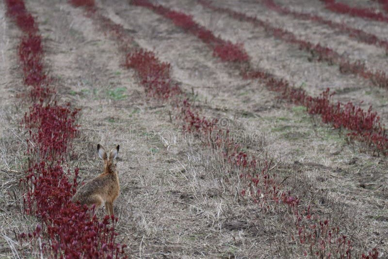 Rabbit in Red stock image. Image of preferred, acreage - 273779479