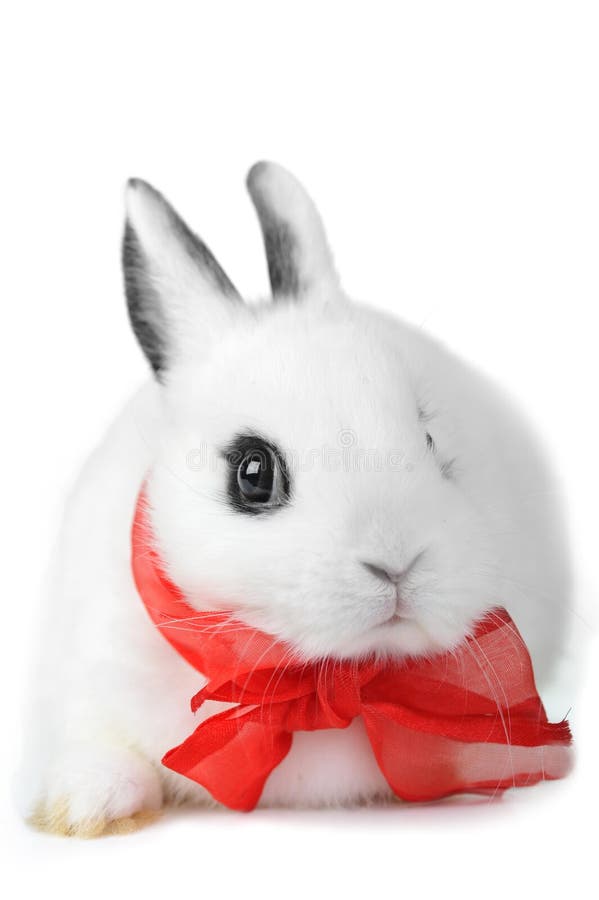 60+ Rabbit red ribbon Free Stock Photos - StockFreeImages