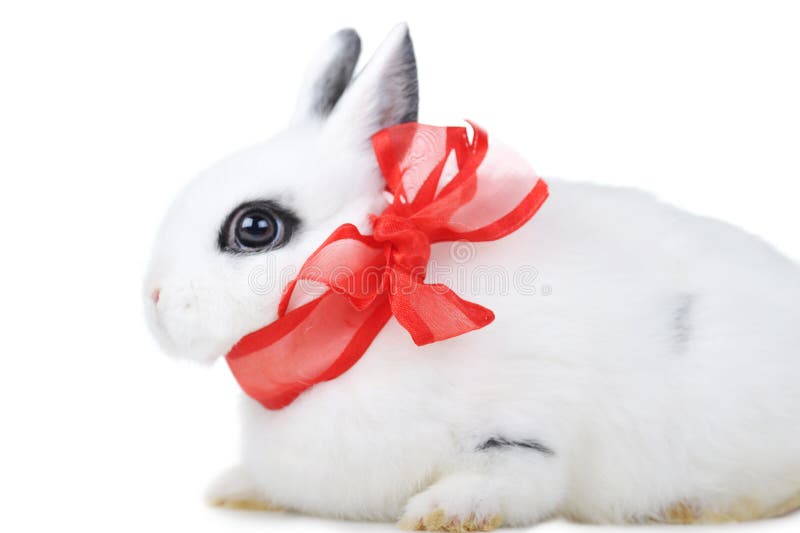 Small rabbit and flower stock image. Image of dating, fluffy - 1952831