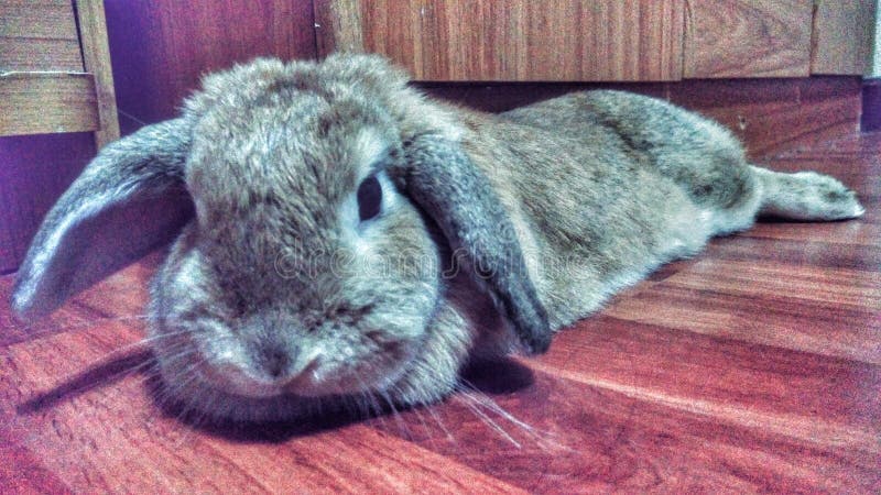 Rabbit relax stock image. Image of friendly, happy, animals - 90644699
