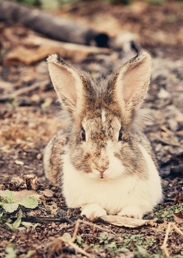 Relax rabbit stock image. Image of cute, rabbit, domestic - 33297473
