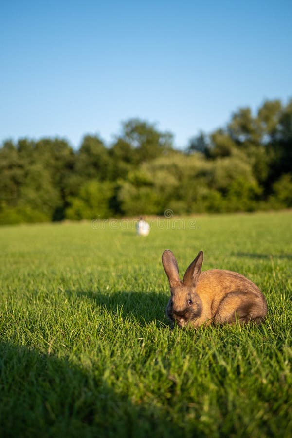 Rabbit Relaxing with Rabbit in Background Stock Image - Image of field ...