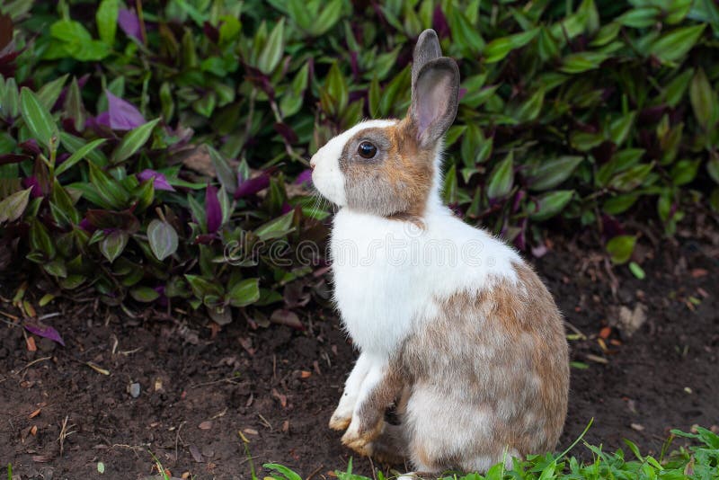 Rabbit Relaxing Bunny Relaxing Stock Image - Image of hunter, outdoor ...