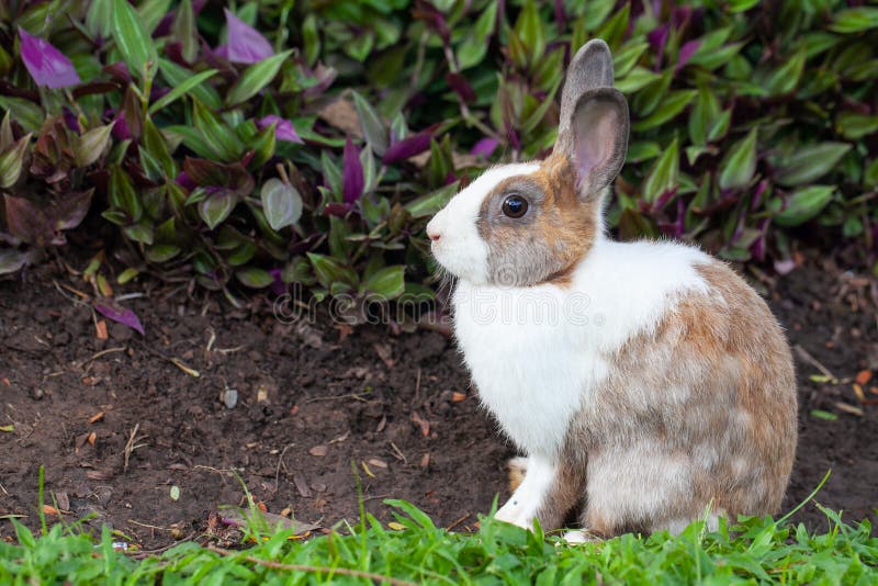 Rabbit Relaxing Bunny Relaxing Stock Photo - Image of backyard, ears ...