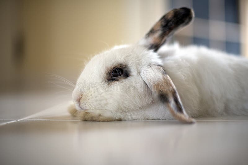 Rabbit Relaxing and Resting on the Ground. Home Decorative Rabbit ...