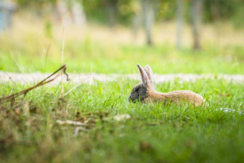 Rabbit Relaxing in Fresh Green Grass in the Spring Stock Photo - Image ...