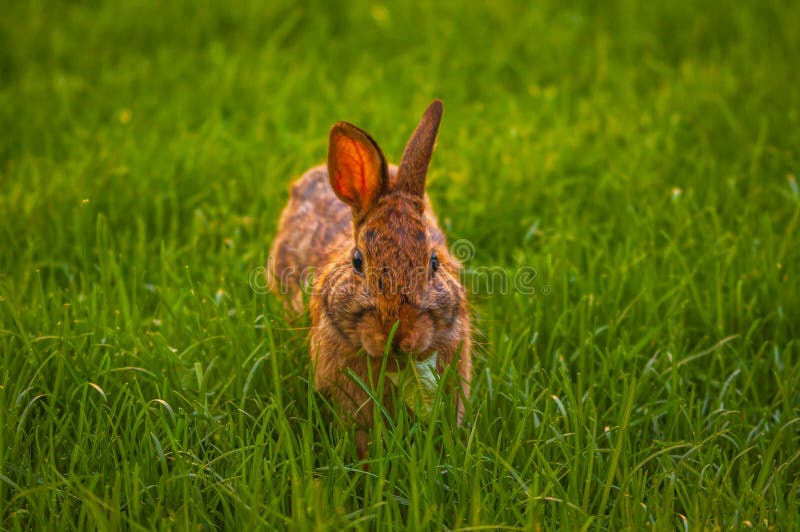 Rabbit Relaxing and Resting on the Ground. Home Decorative Rabbit ...