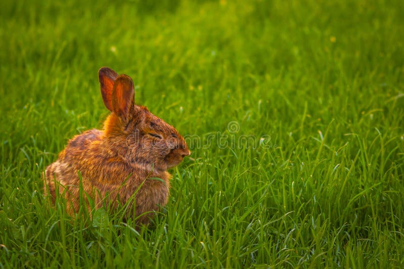 Rabbit Relaxing in the Grass Stock Image - Image of summer, soft: 92692737