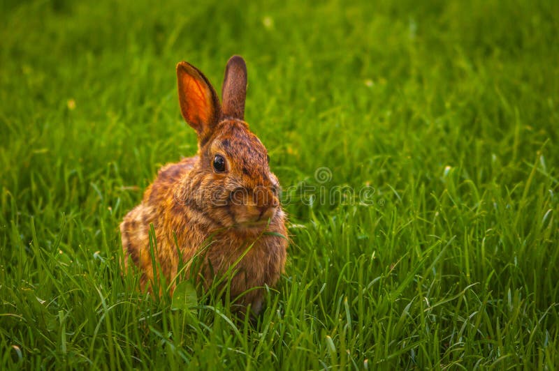 Rabbit Relaxing and Resting on the Ground. Home Decorative Rabbit ...