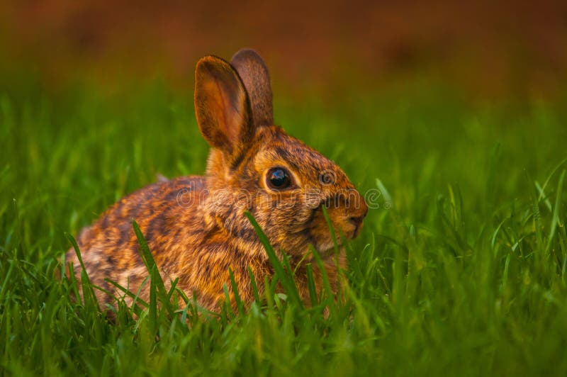 Rabbit Relaxing in the Grass Stock Photo - Image of mammal, young: 92724076