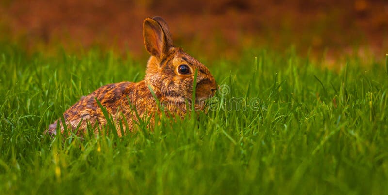 Rabbit Relaxing in the Grass Stock Photo - Image of mammal, young: 92724076