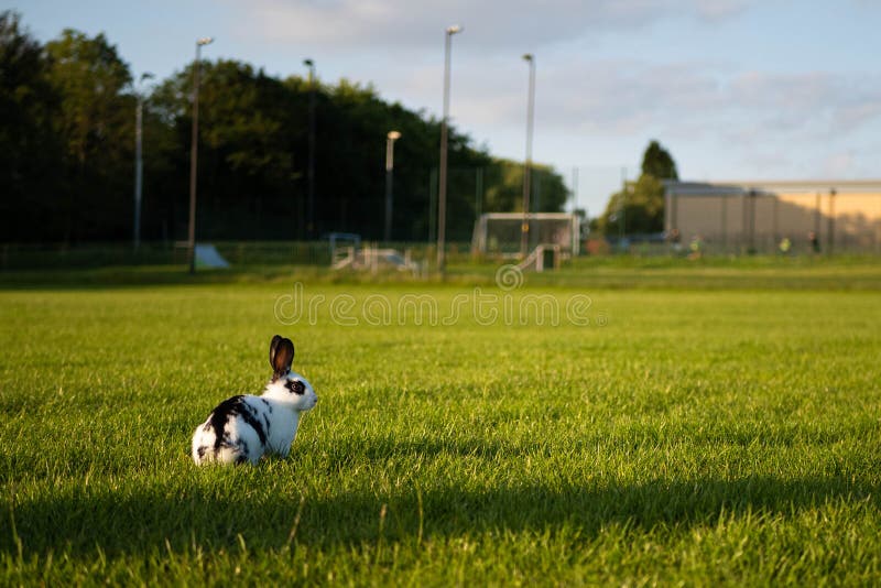 Rabbit Relaxing and Resting on the Ground. Home Decorative Rabbit ...