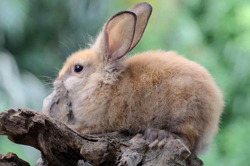 A Rabbit is Resting on a Dry Tree Trunk. Stock Photo - Image of feed ...