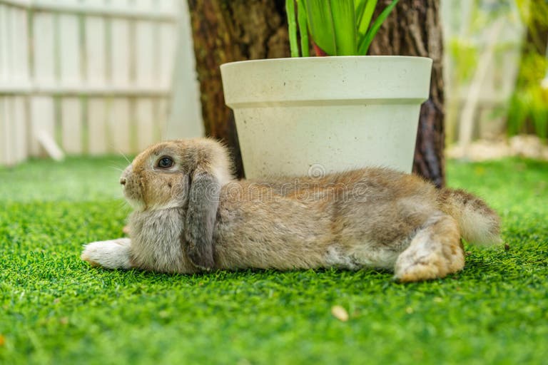 Rabbit resting in garden stock photo. Image of wildlife - 394949176