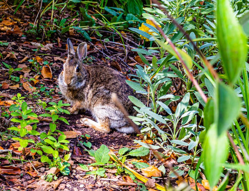 Rabbit Resting in the Garden Stock Image - Image of little, mulch ...