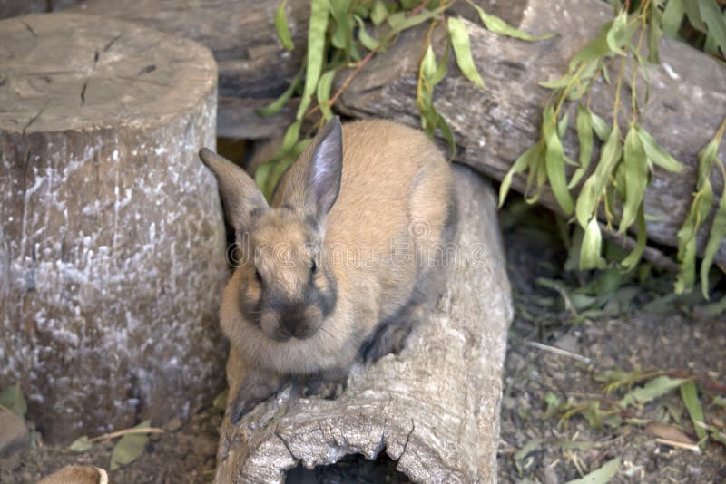 Rabbit,mammal,Doe stock photo. Image of animal, outside - 102490246