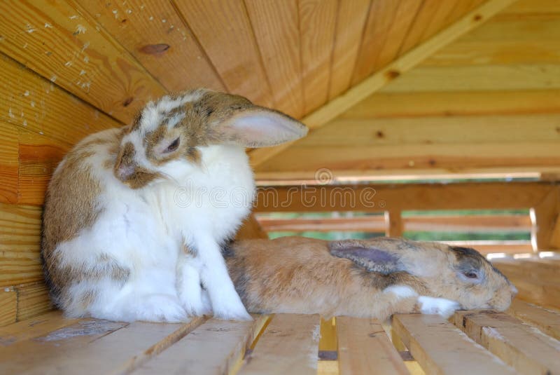 The rabbit is resting stock photo. Image of easter, furry - 144967346