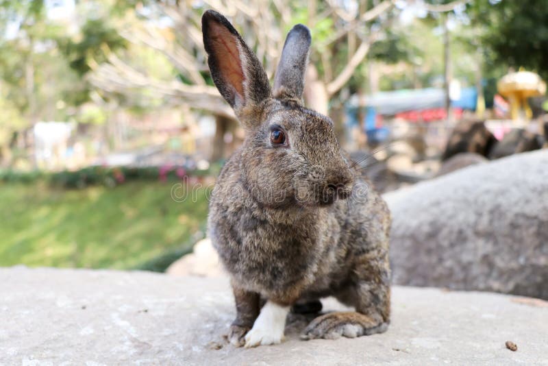 Rabbit resting stock image. Image of garden, beautiful - 86206501