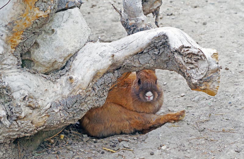 Rabbit are Resting Under the Trees Stock Image - Image of nature ...