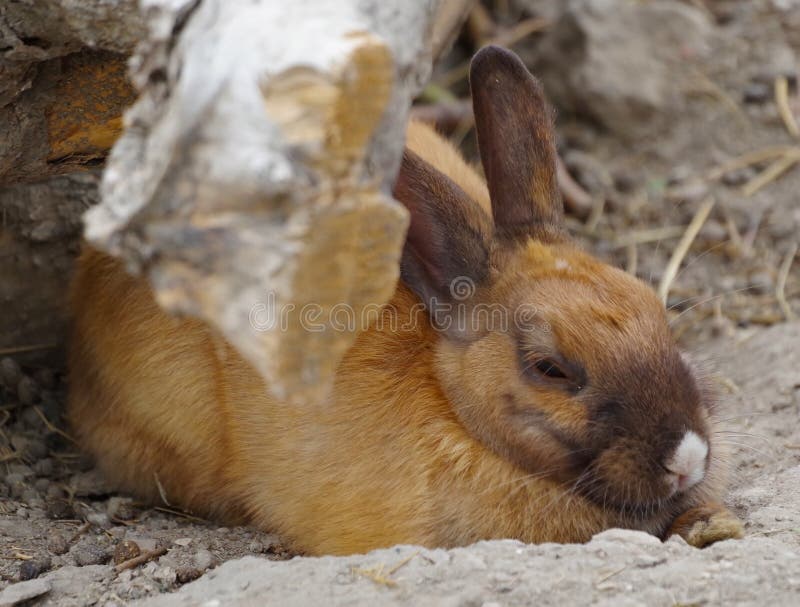 Rabbit are Resting Under the Trees Stock Image - Image of rabbit ...
