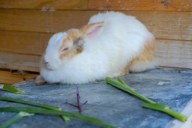 The rabbit is resting stock photo. Image of outdoor - 144967324