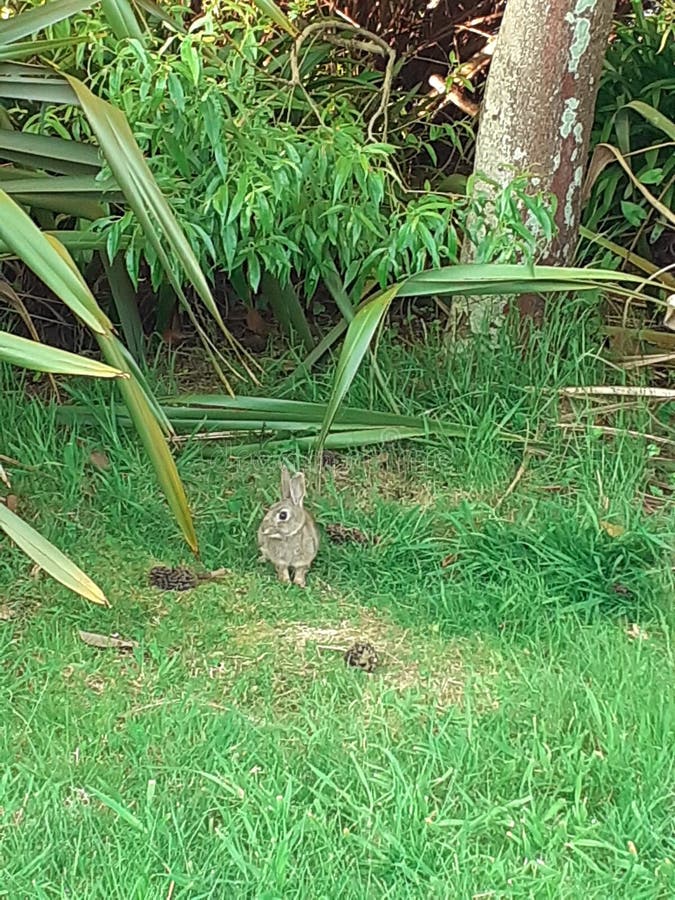Rabbit stock photo. Image of river, summer, swimmers - 164697842