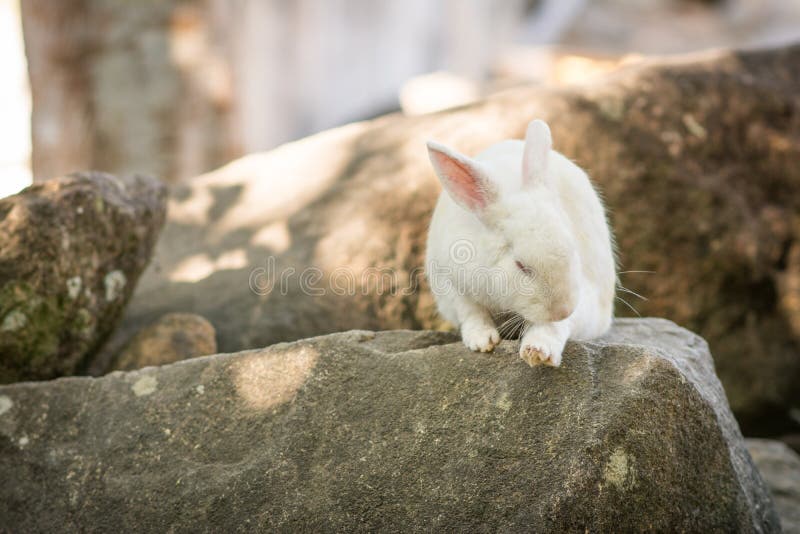 A rabbit stock image. Image of animal, white, hare, beautiful - 83630847