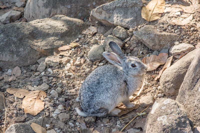 A rabbit stock photo. Image of cute, beautiful, brown - 83630878