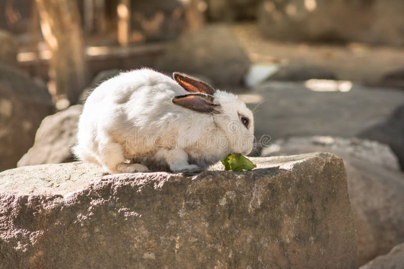 A rabbit stock photo. Image of rabbit, beautiful, white - 83631142