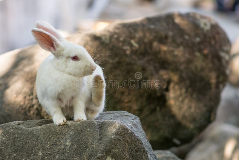 A rabbit stock photo. Image of rabbit, hare, nature, easter - 83631172